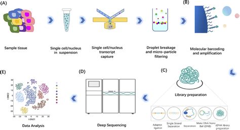 Singlecell RNA Sequencing Technologies And Applications A Brief