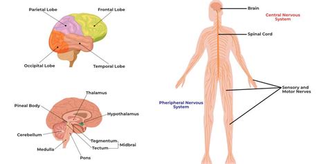 Central Nervous System Structure And Function