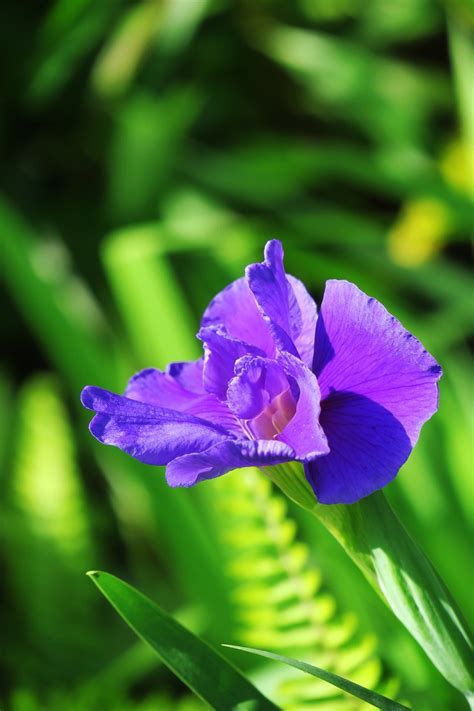 Planta Naturaleza Hoja Foto Gratis En Pixabay Pixabay