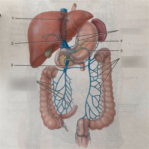 Hepatic Portal System Diagram Quizlet