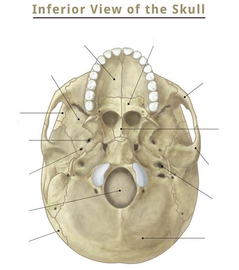 Inferior Bones Of Skull Diagram Quizlet