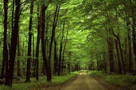 Giornata Internazionale Di Foreste RTSH RTI