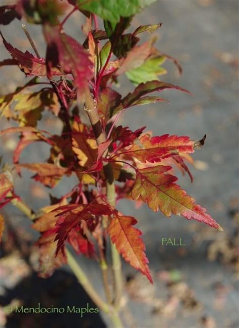 Beni Hagoromo Mendocino Maples Nursery