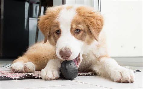 Saint Bernard Mix Puppies Atelier Yuwa Ciao Jp