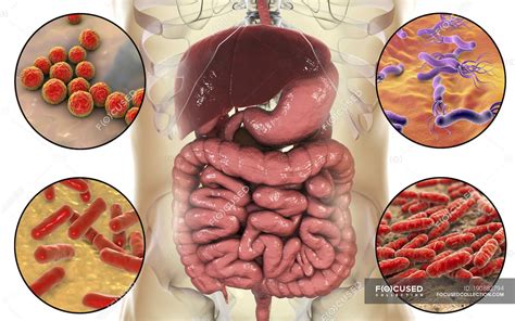 Various Bacteria In Human Intestine Digital Illustration