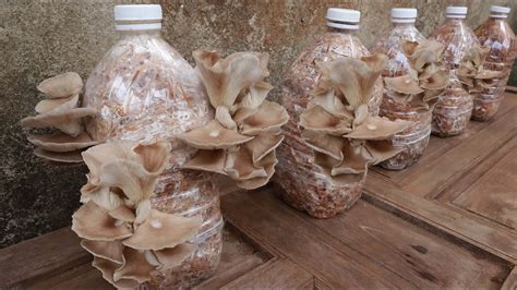 Cultivo Casero de Hongos Una Guía Detallada para Principiantes