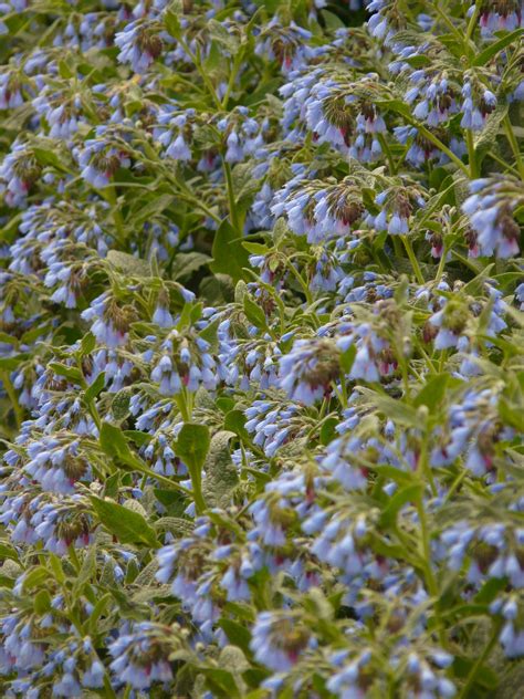 X Wallpaper Purple And Green Petal Flowers Peakpx