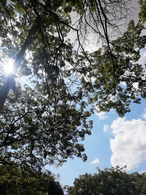 The Sun Shines Through The Branches Of Trees On A Clear Blue Sky Day
