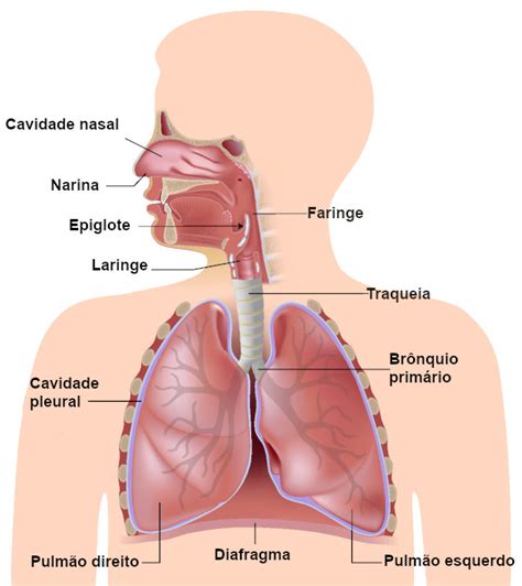 Sistema respiratório órgãos função resumo PrePara ENEM