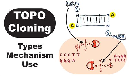TOPO Cloning TOPO Blunt TOPO TA TOPO Directional YouTube