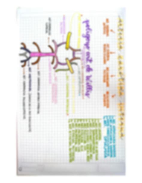 SOLUTION Esquemas Arterias Caro Tidas Studypool