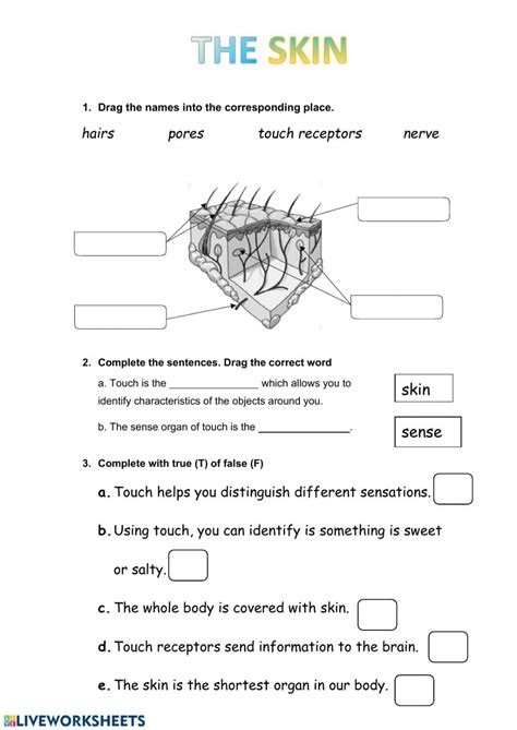 Biology Of Skin Color Worksheet The Biology Of Skin Color Wo