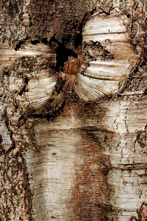 Free Images Nature Rock Branch Wood Texture Leaf Trunk Wall