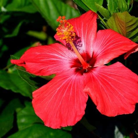 Aprender Sobre 76 Imagem Flor De Hibisco Para Que Serve Br