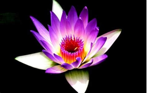 El Significado De La Flor De Loto Simbolismo Y Misticismo