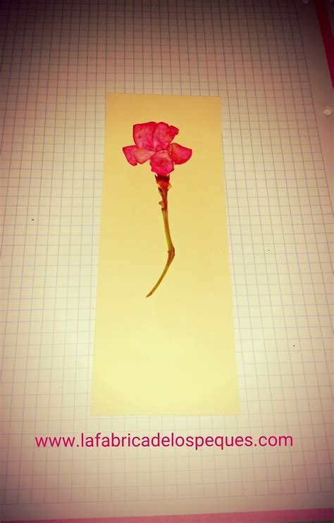 Marcap Ginas Con Flores Secas La F Brica De Los Peques