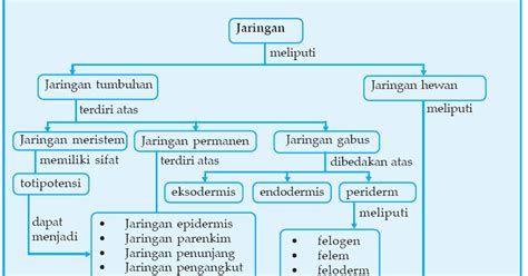 Peta Konsep Pada Jaringan Hewan Dan Tumbuhan Semua Ada Riset Riset