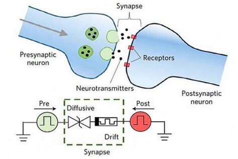 memristors as synaptic emulators hold promise for neuromorphic