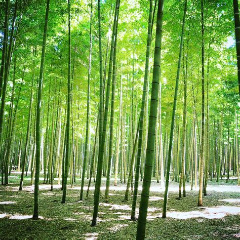 若竹の杜 若山農場公式 on Twitter 木漏れ日を探しながら竹林をさまよってみるのはいかがでしょう 若山農場 若竹の