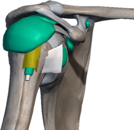 Biceps Anatom A Cintura Escapular Y Extremidad Superior