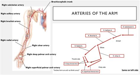 Exam Peripheral Vascular Flashcards Quizlet