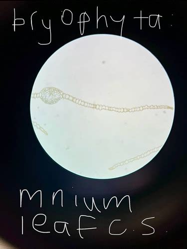 Biology Lab Flashcards Quizlet
