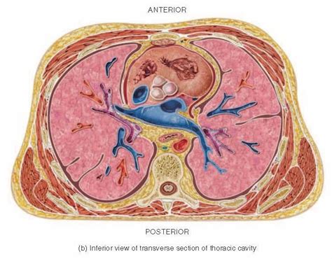 Phy Fig The Thoracic Cavity B Inferior View Of Transverse