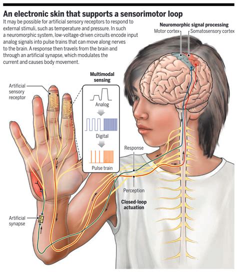 Science Magazine On Twitter Researchers Have Developed And Tested In