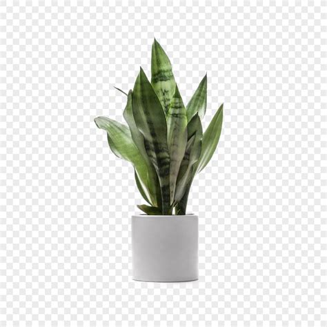 Planta Verde En Maceta Hojas Grandes Imagen Descargar Prf Gr Ficos