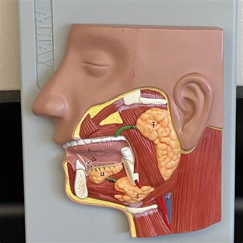 Salivary Gland Model Diagram Quizlet