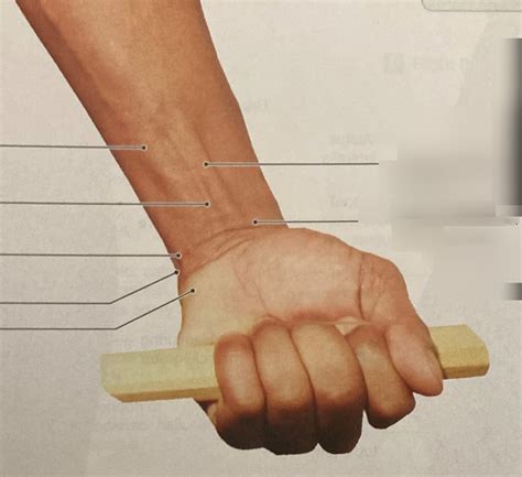 Wrist Surface Anatomy Diagram Quizlet