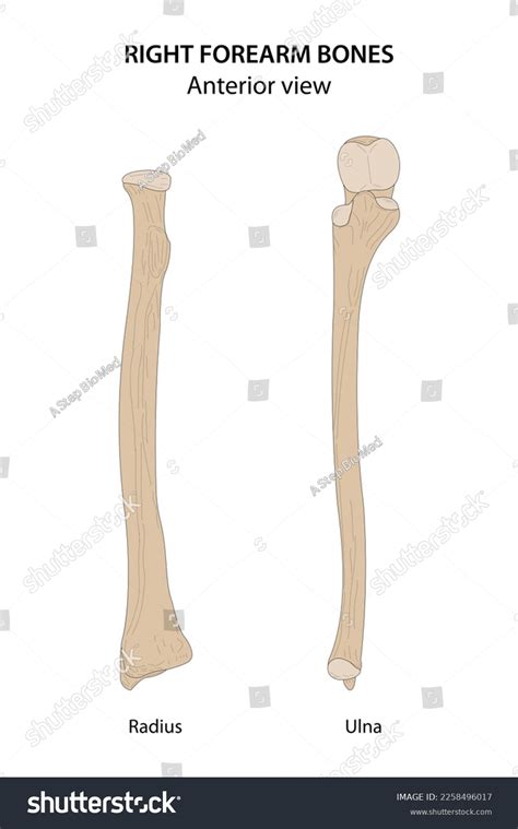 Right Forearm Bones Radius Ulna Anterior Stock Illustration