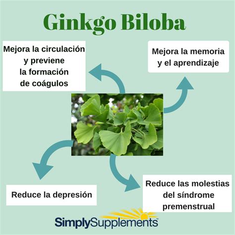 Ginkgo Biloba Propiedades Beneficios Dosis Y Efectos Artofit