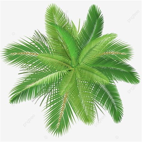 Palm Tree Top View For D Render Free Transparent Vector Palm Tree Top