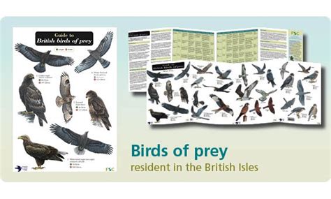 Birds Of Prey Field Guide