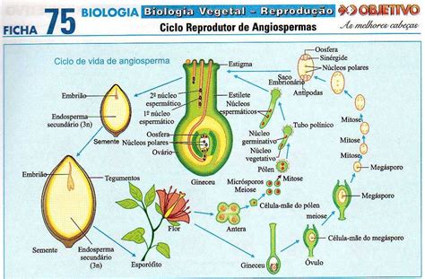 Ciclo Reprodutor E Angiospermas Concursos