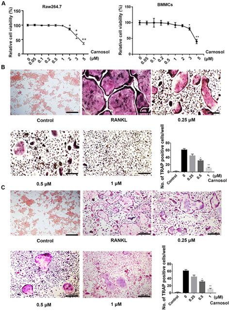 Carnosol Inhibits Osteoclastogenesis In Vivo And In Vitro By Blocking