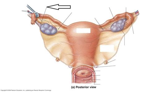 Reproductive Anatomy Flashcards Quizlet