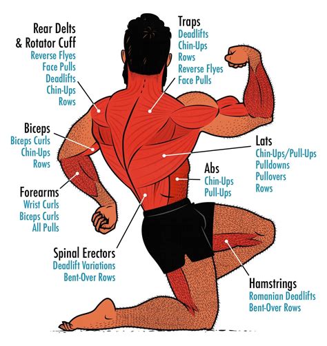Back Day The Best Back Biceps Workout For Building Muscle