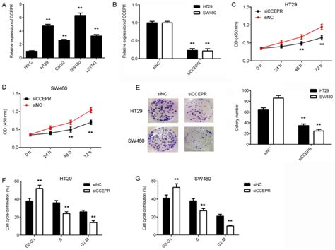 Knockdown Of LncRNA CCEPR Suppresses Colorectal Cancer Progression