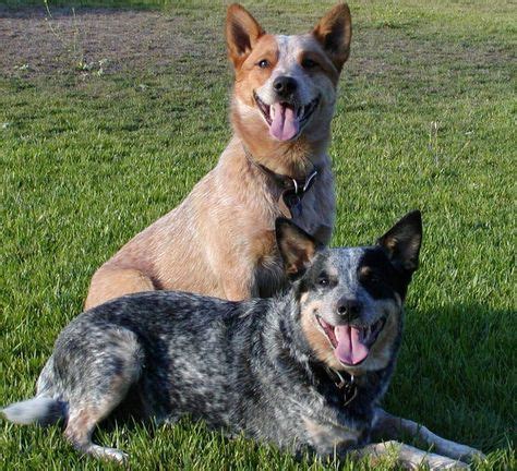 El Pastor Ganadero Australiano O Stumpy Tail Es Un Perro Boyero
