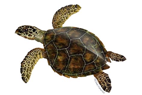 Turtle Png Images Png All