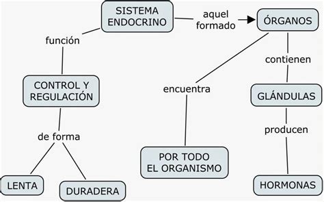 Arriba Imagen Mapa Mental Sistema Endocrino Pdf Abzlocal Mx