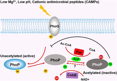 Crosstalk Between Acetylation And Phosphorylation On PhoP Under Low