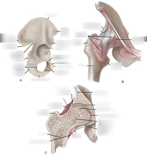 Hip Joint Diagram Quizlet
