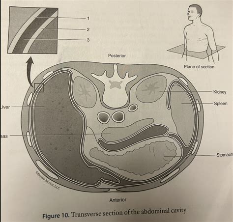 Transverse Section Of The Abdominal Cavity Diagram Quizlet