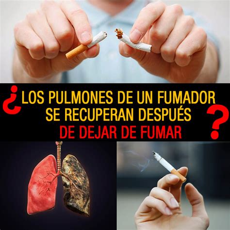 La verdad de la recuperación de los pulmones de un fumador La Guía de