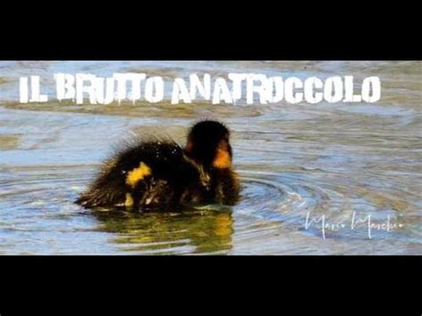 Il Brutto Anatroccolo Youtube