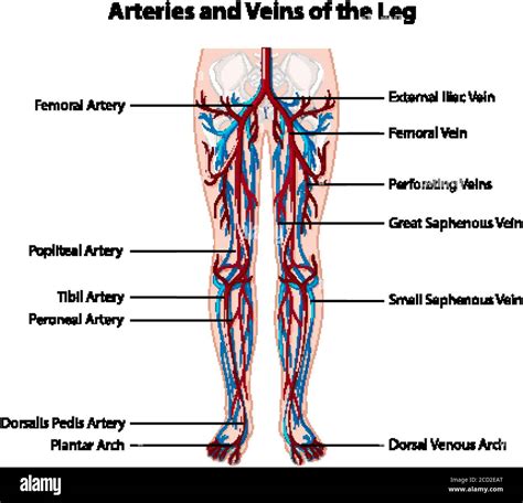 Veins Of The Leg Diagram