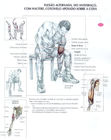 Biceps Treino Isolado Para Definir Corposflex